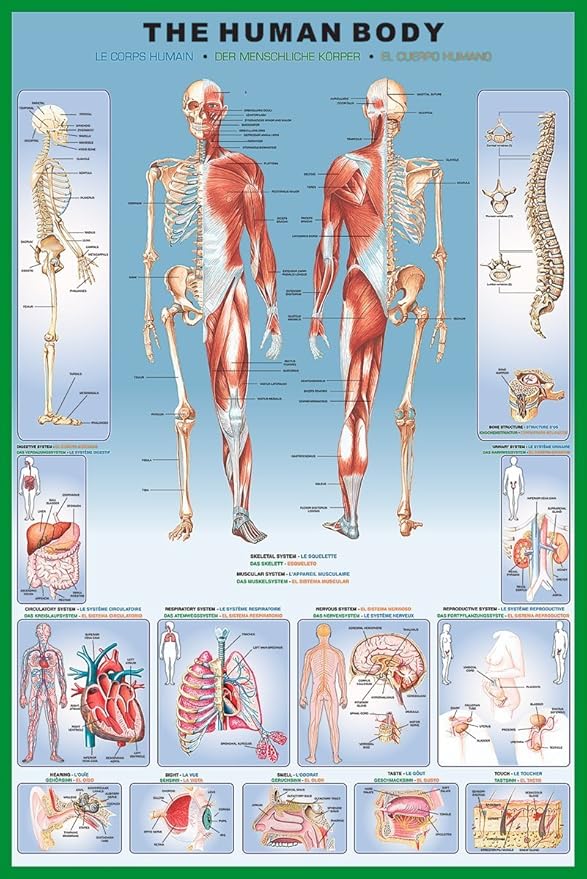 Amazon.com: Laminated Illustrated Human Body Educational Anatomy Chart ...