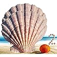 Amazon.com: CROSSBODY 2 Piece 5-6" Lion's Paw Sea Shell, Large Lions ...