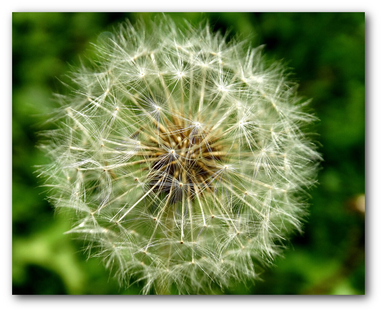 Amazon.com: Dandelion Print, Nature Field Art, 8 x 10 Inches, Unframed ...