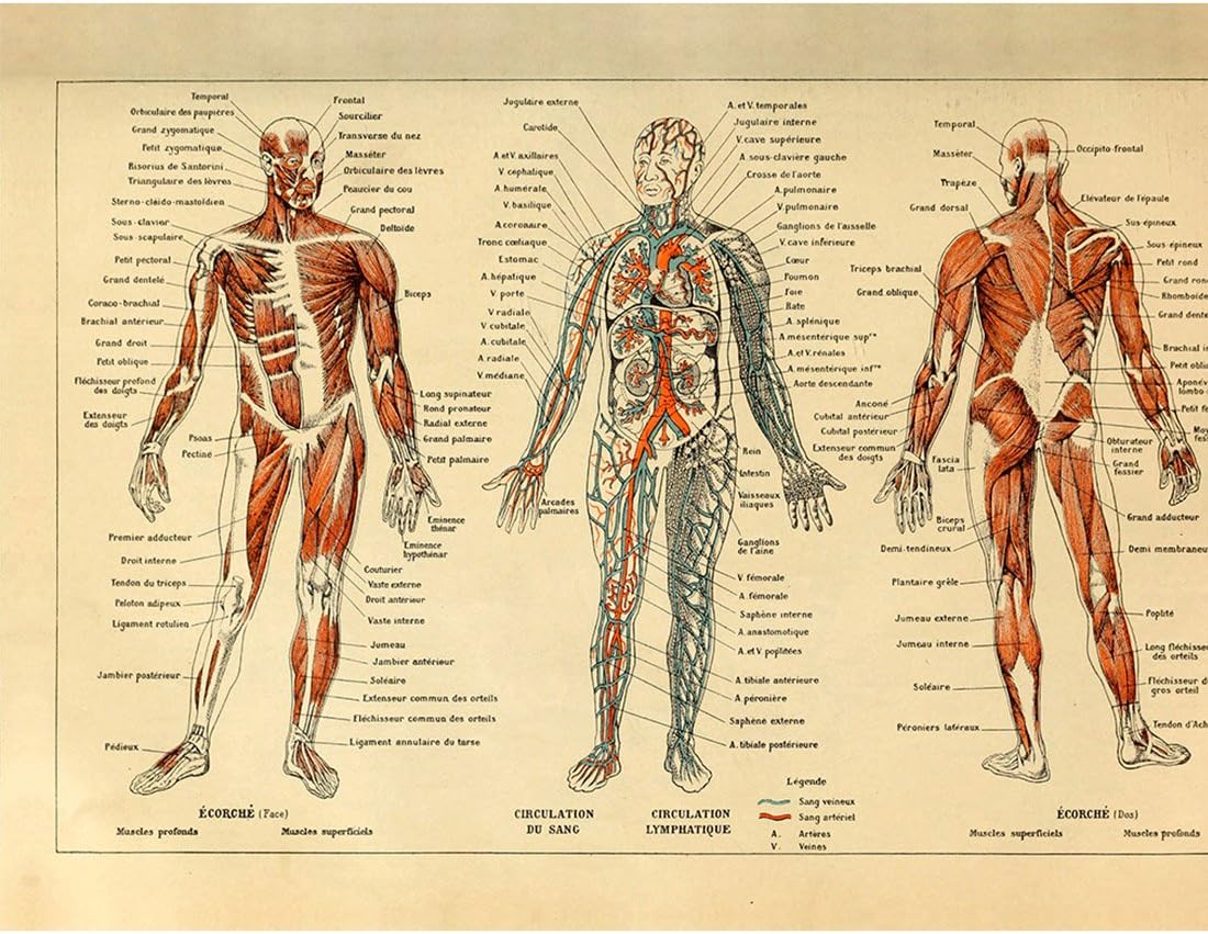 Muscle Anatomy Charts Skeletal Human Body Posters Muscle Anatomy Vrogue