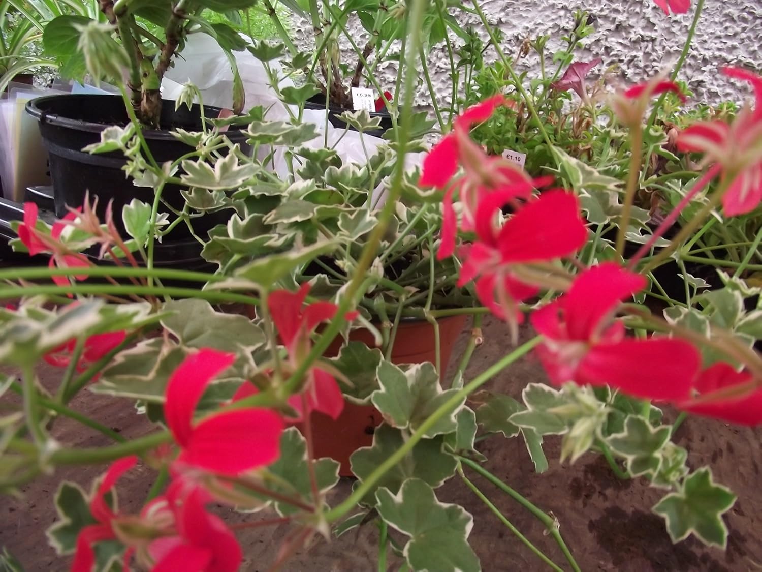 5 TRAILING SINGLE GERANIUM Evka plug plants variegated: Amazon.co.uk ...