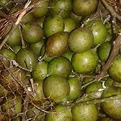 Fresh Quenepa Fruit (5lb): Amazon.com: Grocery & Gourmet Food