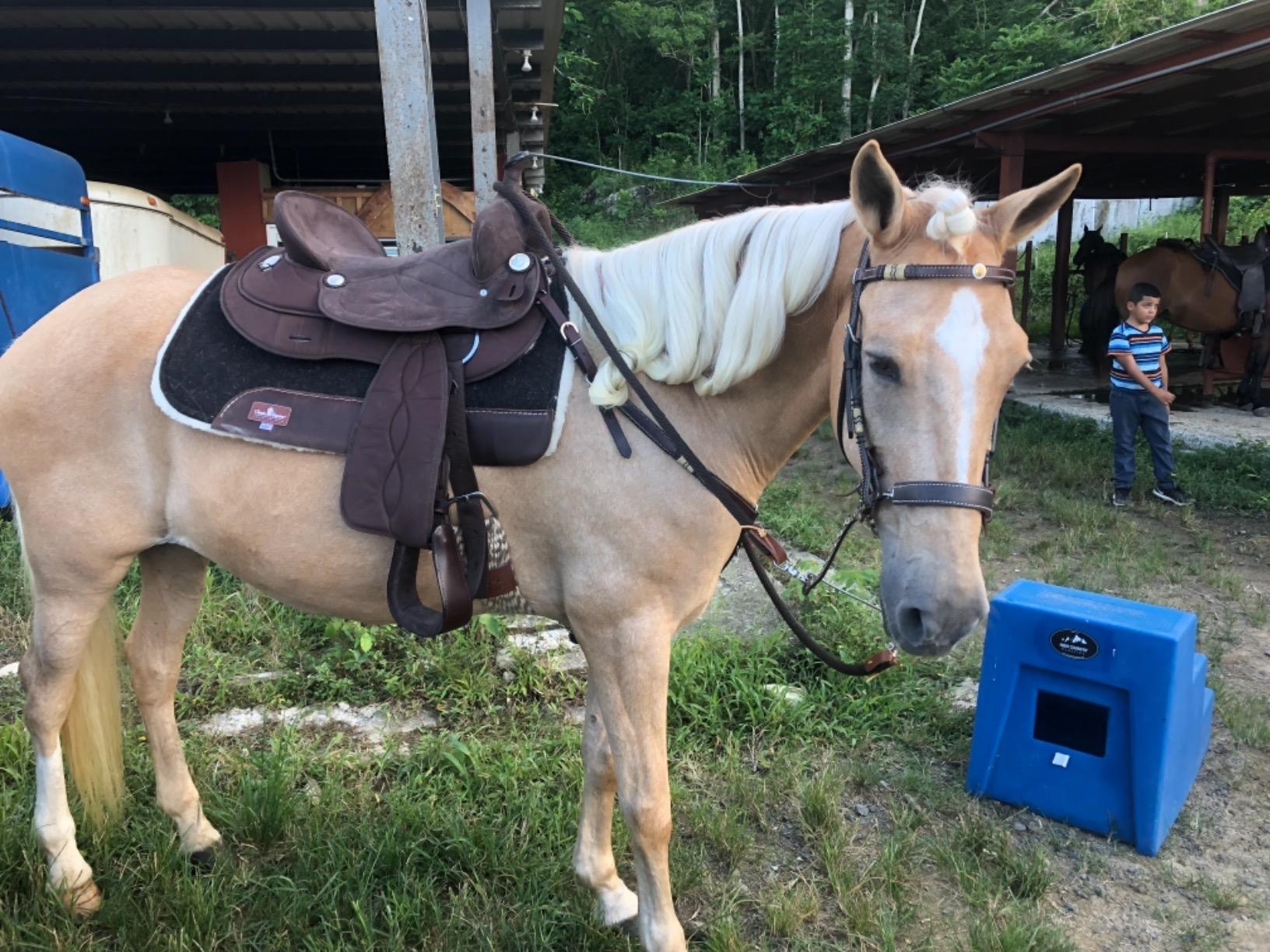 $25/mo - Finance King Series Eclipse by Tough1 Round Skirt Competition ...