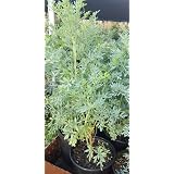 Amazon.com : Ruda Plant Common Rue Ruta graveolens Herb of Grace 5 to 7 ...