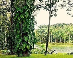 Amazon.com : Nikon D3200 24.2 MP CMOS Digital SLR Camera with NIKKOR 18 ...