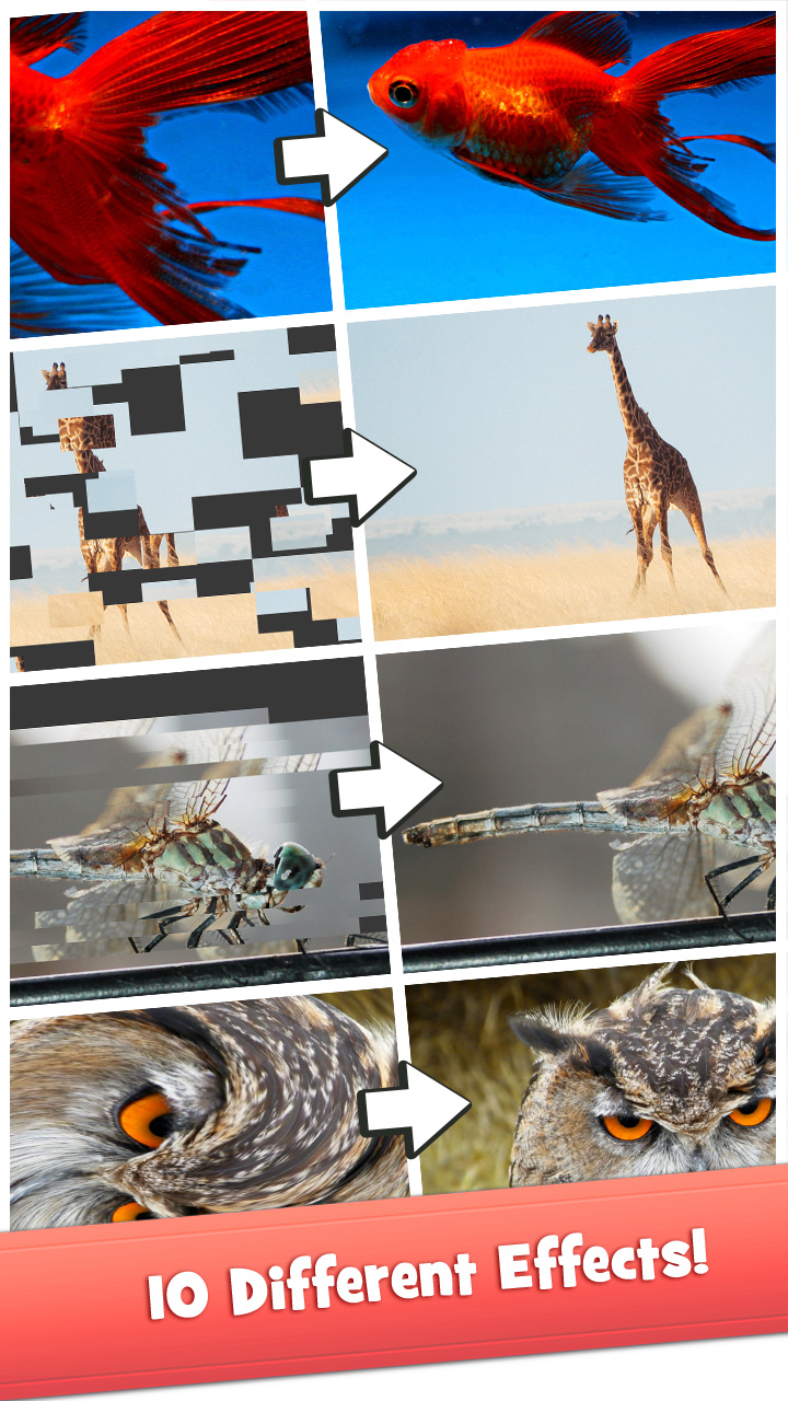 Eye Know: Animals:Amazon.com:Appstore for Android