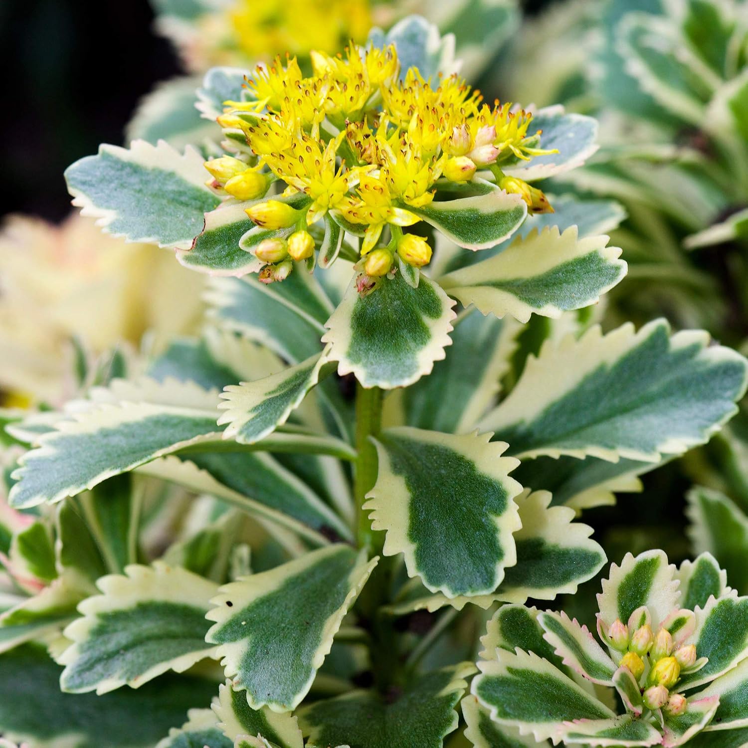 Sedum Atlantis Evergreen Perennial Variegated Flowering Garden ...