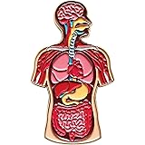 Amazon.com: Pinsanity Head Anatomy Enamel Lapel Pin: Clothing, Shoes ...