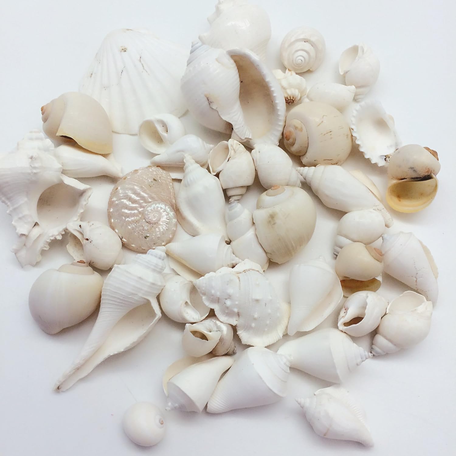 Amazon.com: PEPPERLONELY White Sea Shells Assortment, Various Sizes,1 ...