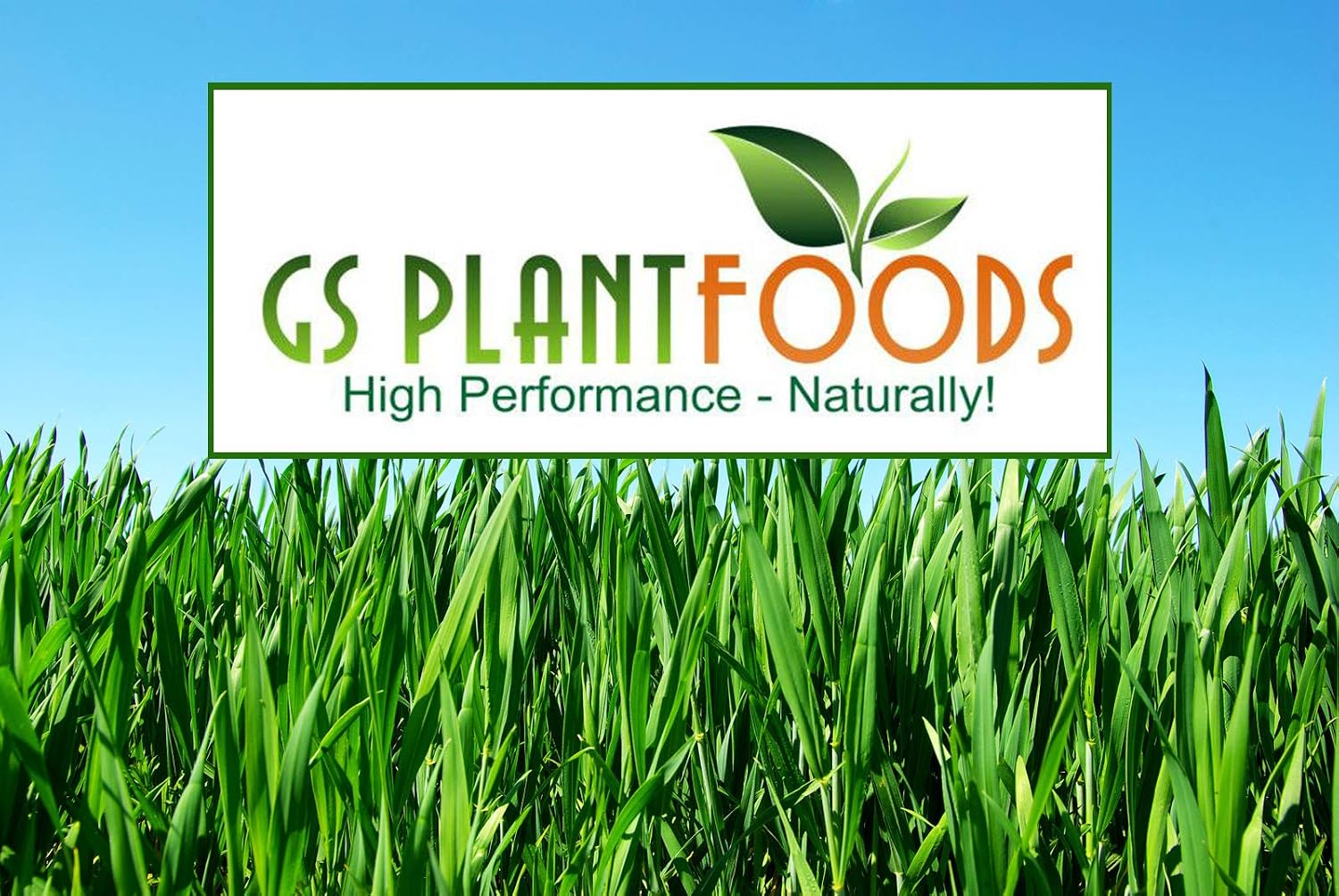 GS Plant Foods Green Envy- Lawn Turf Superfood, 1 Gallon Concentrate ...