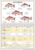 Florida Saltwater Fish Identification Book with FWC Rules, Regulations ...