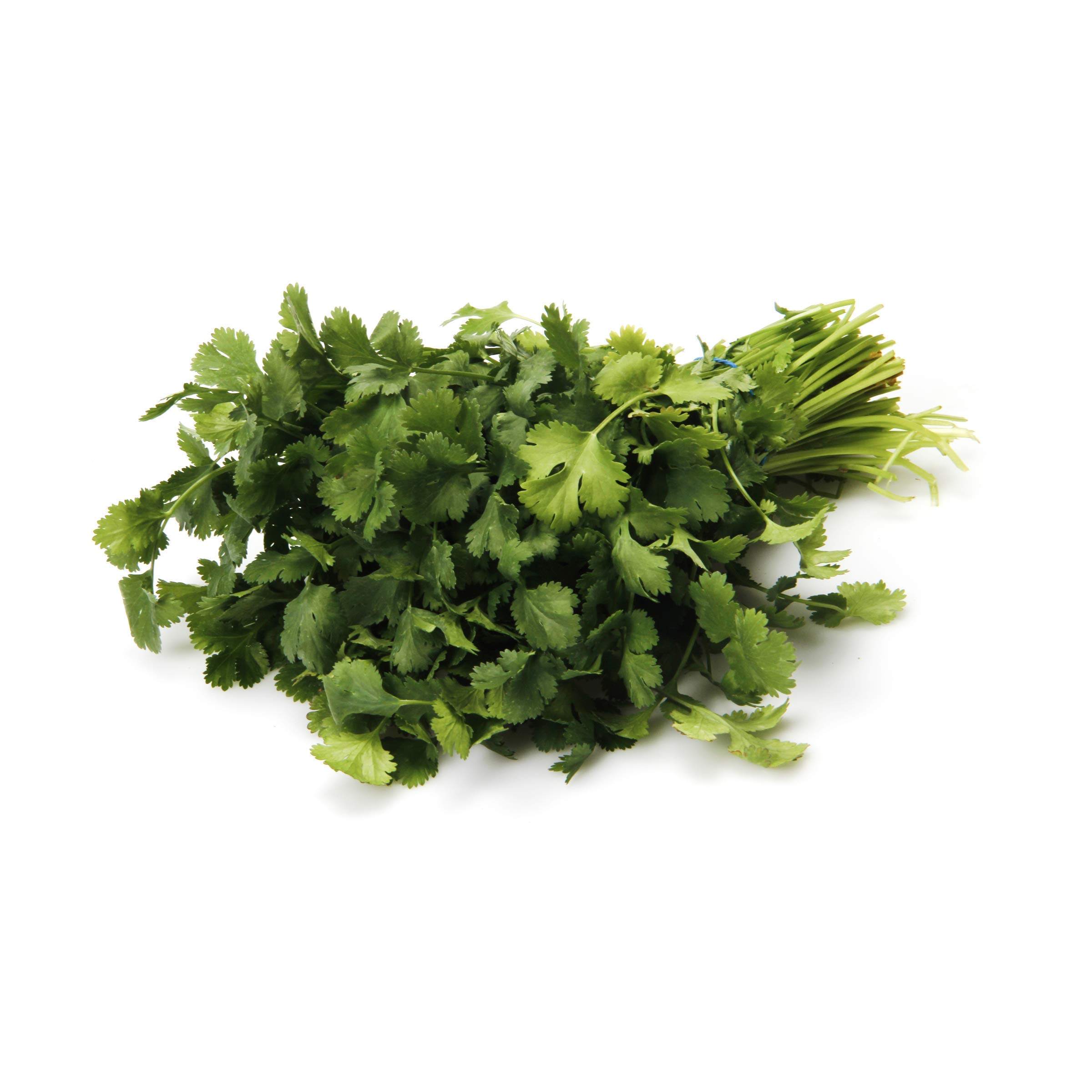 Cilantro Kuwait | Buy Online | Whizz Others