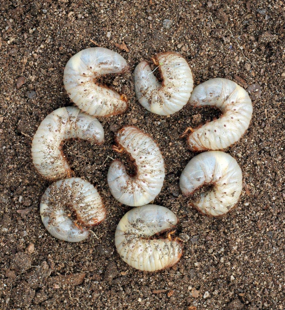 Agralan Natural Vine Weevil Grub Nematode Killer - Treats 10m² or 100m² ...