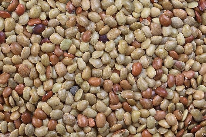 500 Horse Gram Bean Seed,(Indian Kulthi) Macrotyloma Uniflorum- Organic ...