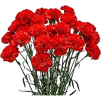 Amazon.com: FlowerPrime Red 50 Carnations - Fresh Natural Cut Flowers ...