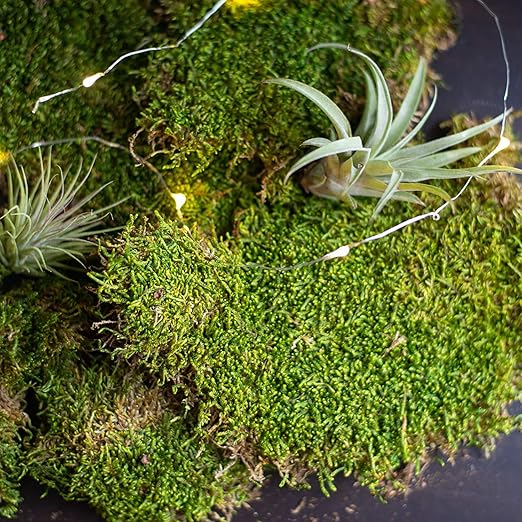 Bella Moss 140001070 Preserved Sheet Box Moss Green Patio Lawn bella-moss-140001070-preserved-sheet-box-moss-green-patio-lawn