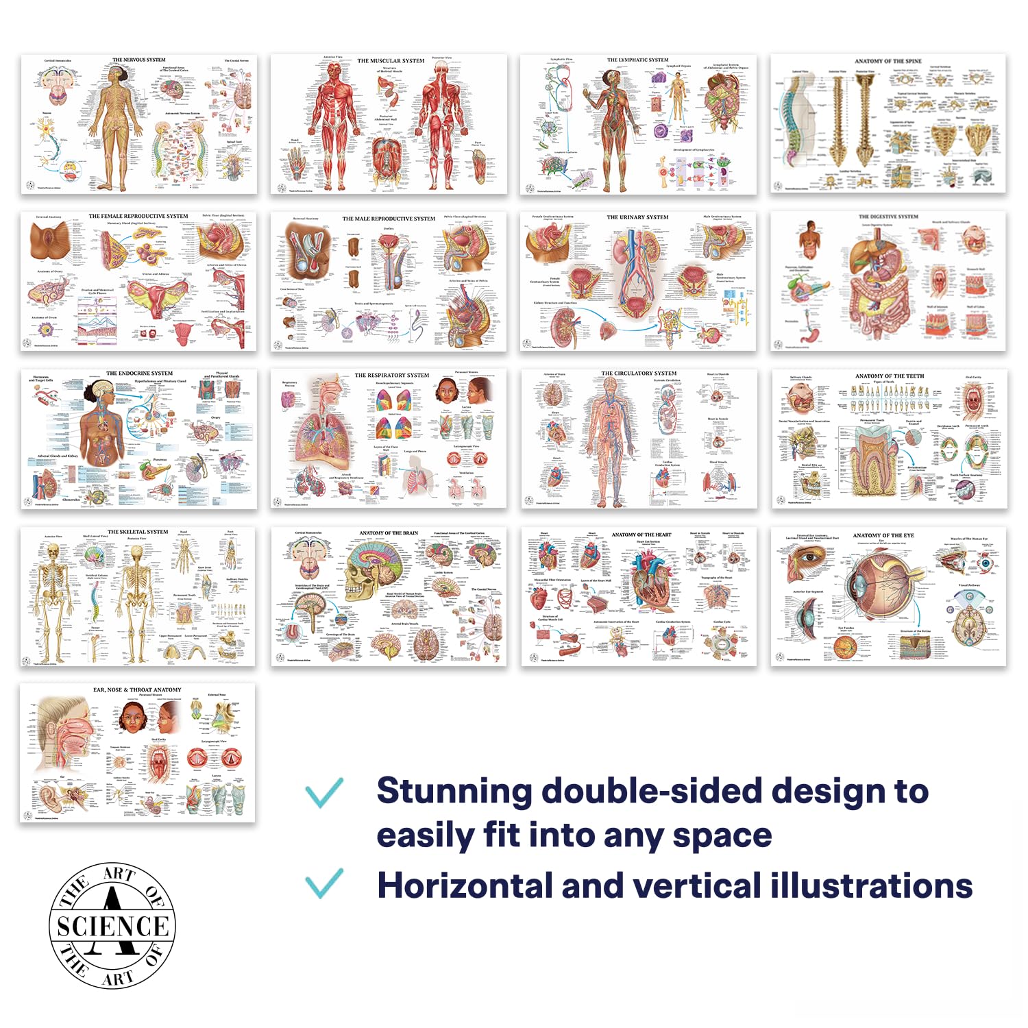 Mua 17 Human Anatomy Posters - Medical Posters, Circulatory, Skeletal ...
