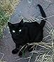 Decoding Your Cat: The Ultimate Experts Explain Common Cat Behaviors ...