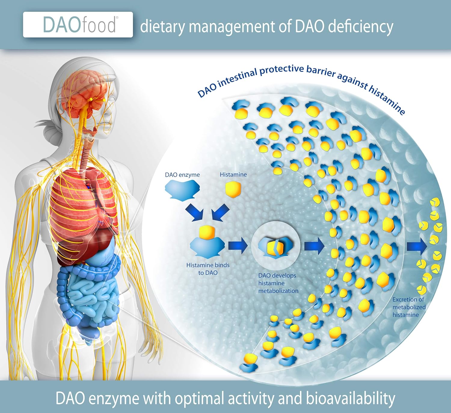 DAOfood – Dietary Management of DAO Deficiency – Dispenser 60 Mini ...