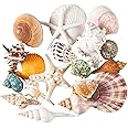 Amazon.com: ALHROEUO Large Sea Shells 20PCS for Beach Decor: Mixed ...