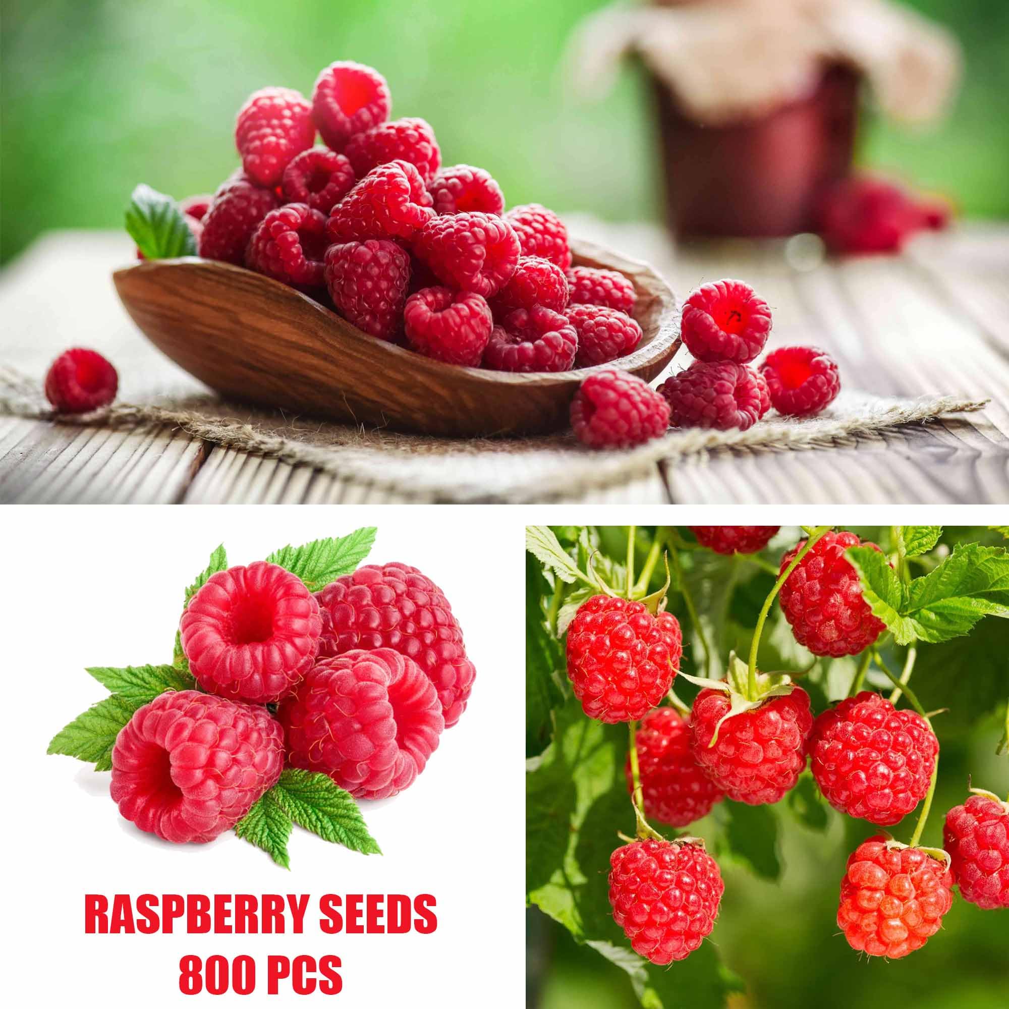 Fresh Berry Seeds Individually Labeled - 4 Types Including 800 ...