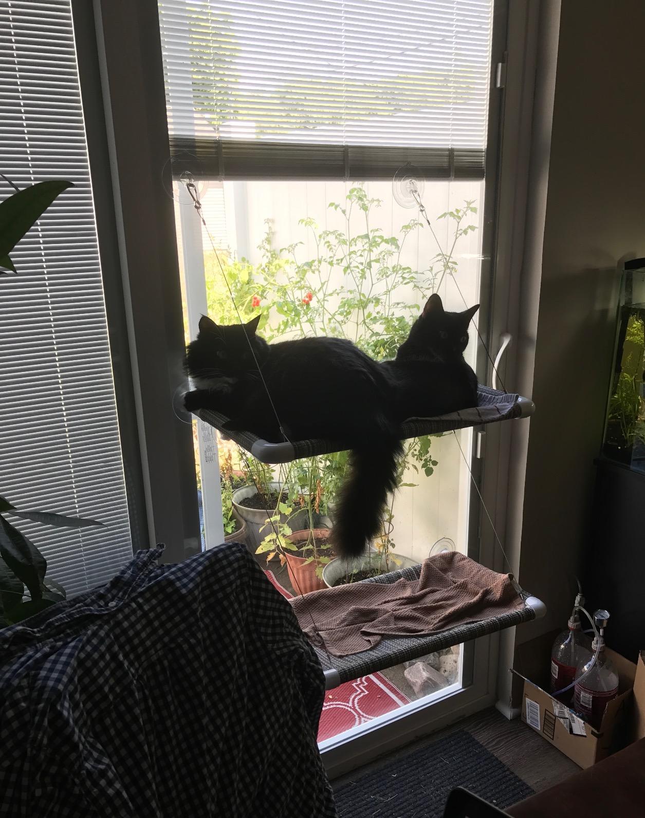 Pictures – Kitty Cot Original™