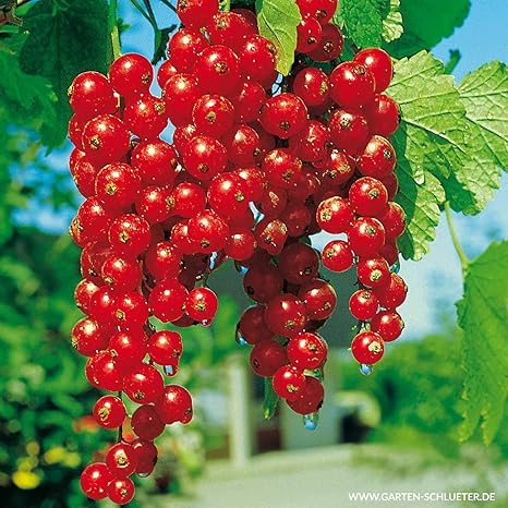 Rote Johannisbeere 'Rovada®' - Halbstamm: Amazon.de: Garten