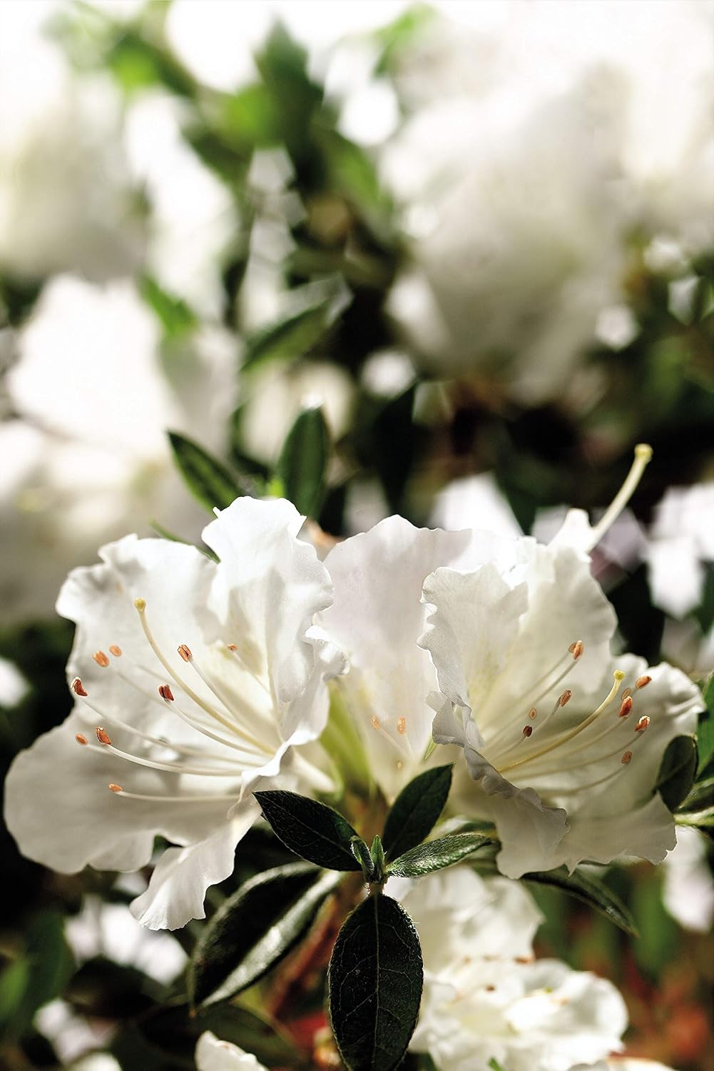 Amazon.com : Encore Azalea Autumn Angel Azalea 2 Gal, White Blooms ...