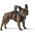 GoPro Fetch Dog Harness (GoPro Official Mount) : GoPro: Amazon.ca: Pet ...