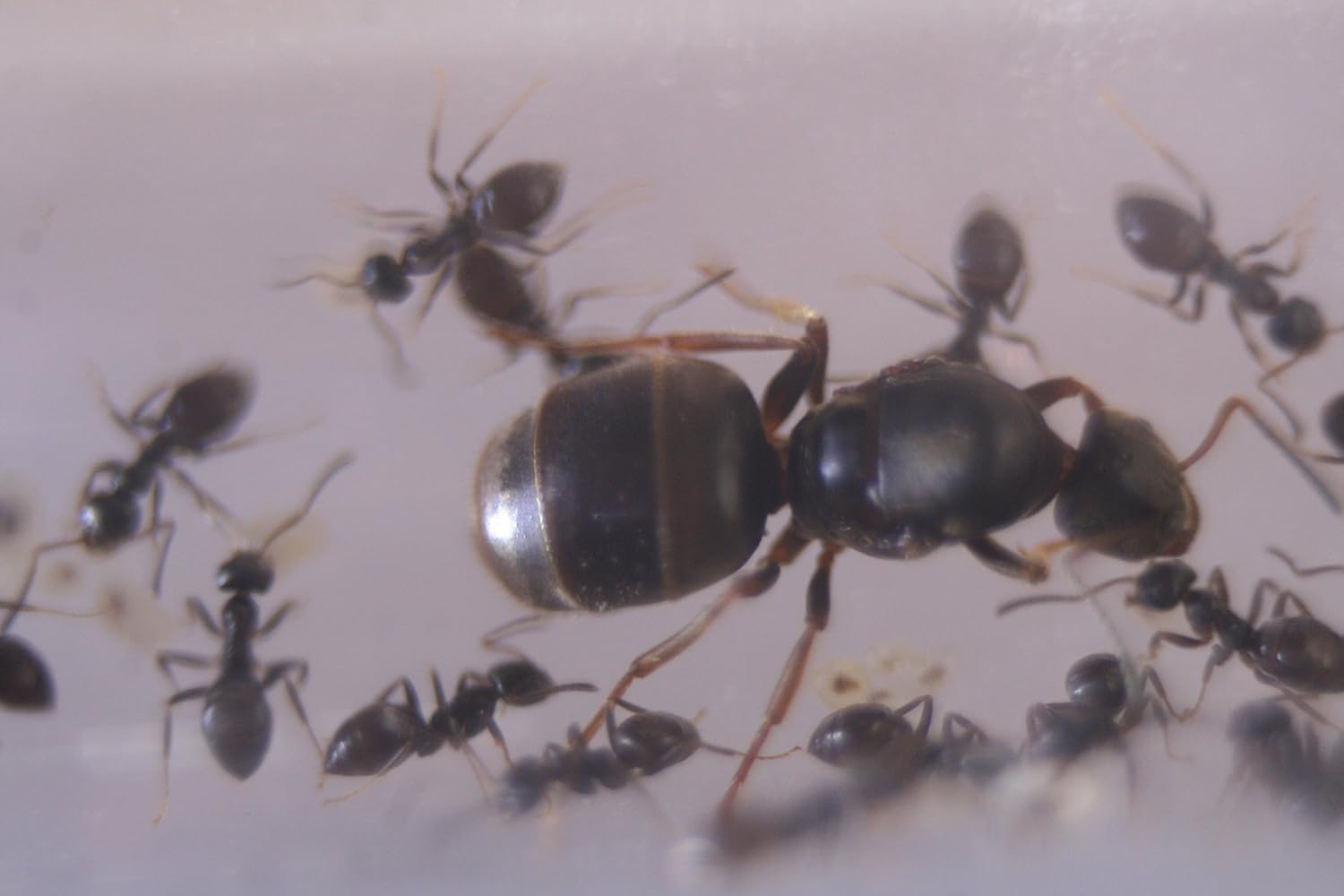 AntsRus Live ants Lasius niger Queen eggs/brood with 1-5 workers ...