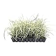 Amazon.com : Aztec Grass - 15 Live Plants - Variegated Liriope ...