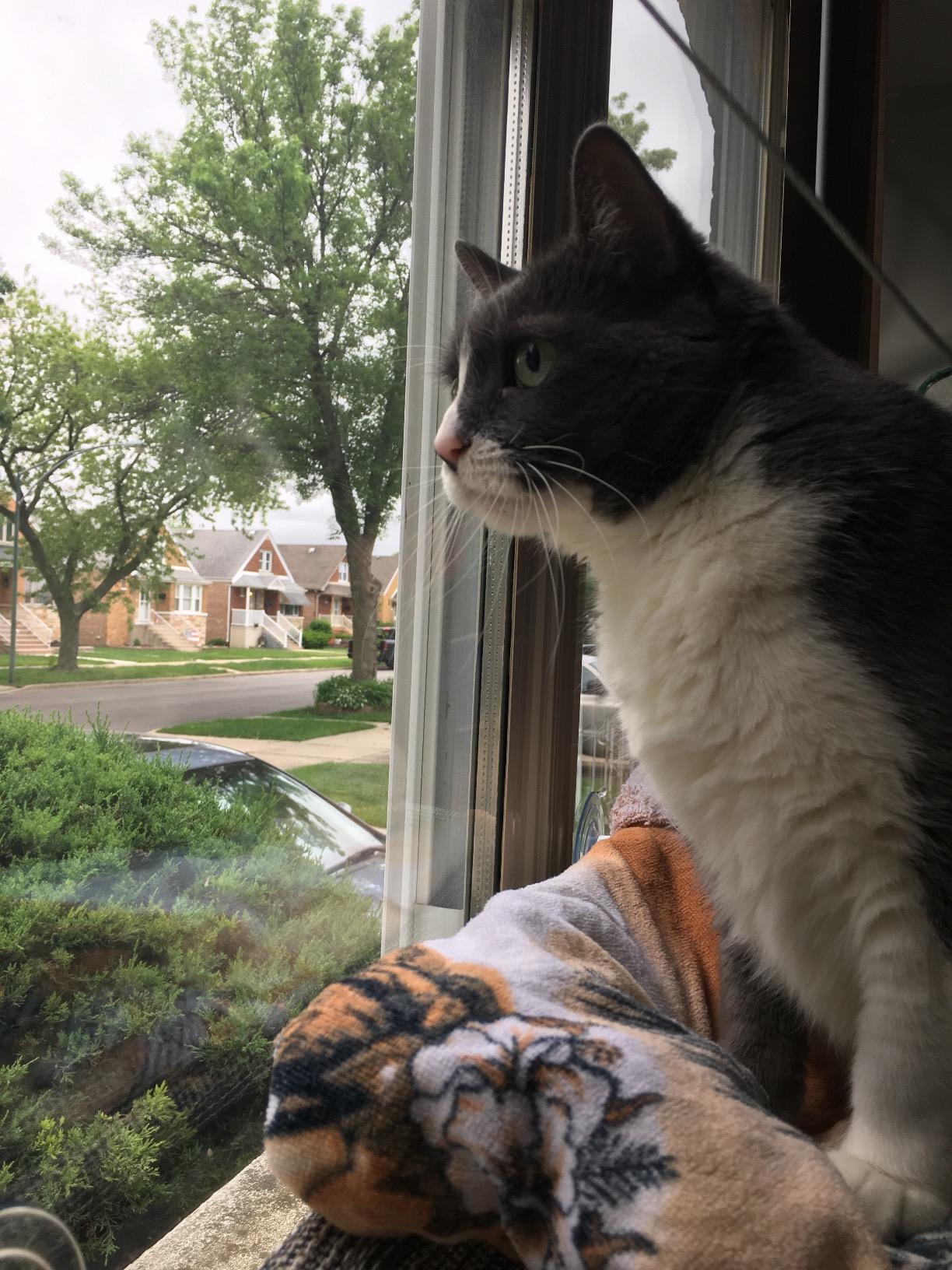 Pictures – Kitty Cot Original™