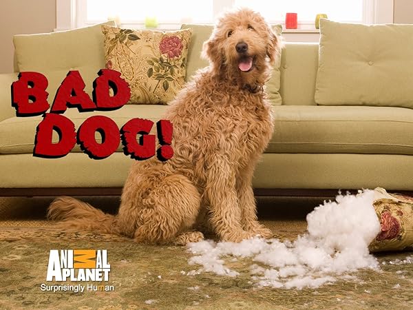 Watch Bad Dog! Season 2 | Prime Video