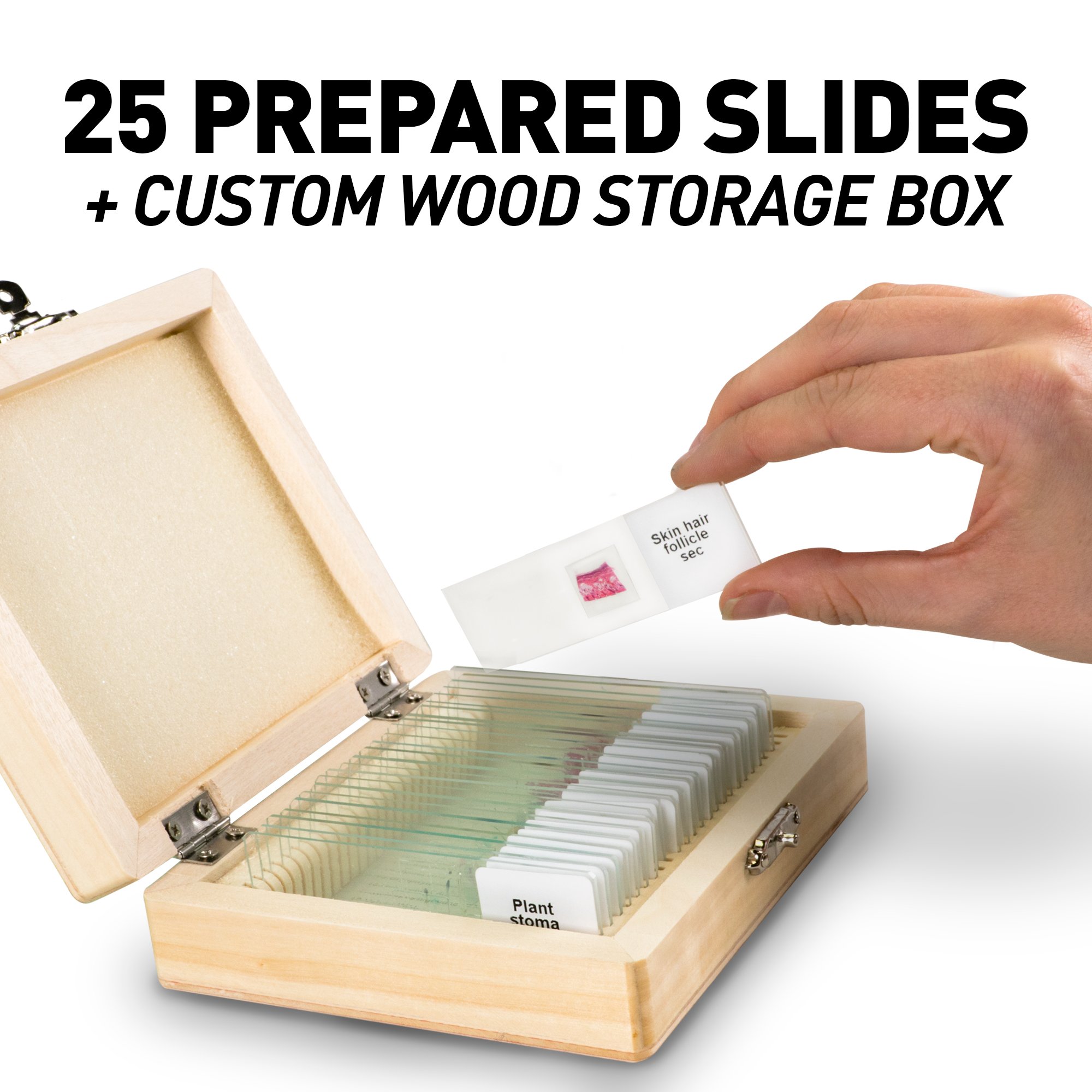 Mua Mega Biology Set - Professional Grade Specimens, 25 Prepared ...