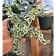 Amazon.com : Creeping Fig Bellus Variegated - Live Plant in 4" Pot ...