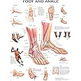 Foot and Ankle Anatomical Chart: 9781975214197: Medicine & Health Science Books @ Amazon.com