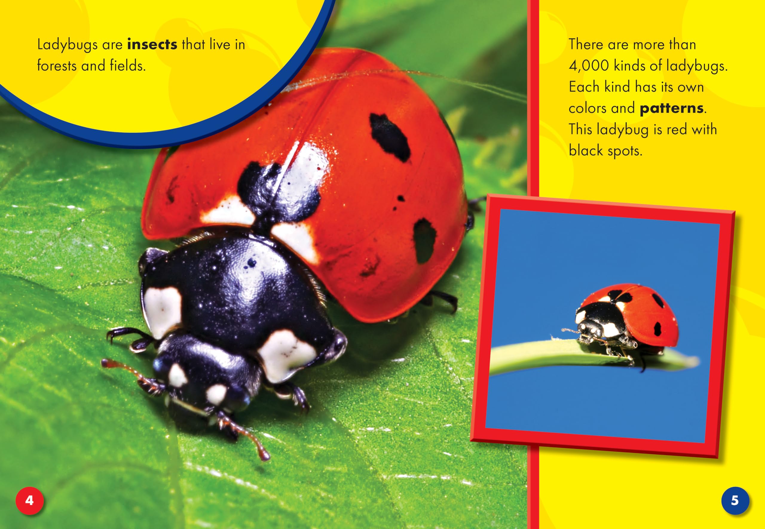 Mua The Life Cycle of a Ladybug (Life Cycles: Blastoff! Readers Level 3 ...