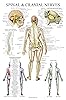Palace Learning 4 Pack - Anatomical Poster Set - Laminated - Muscular, Skeletal, Spinal Nerves ...