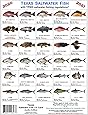 Amazon.com : Tackle Box I.D. Texas Saltwater Fish Identification Card ...