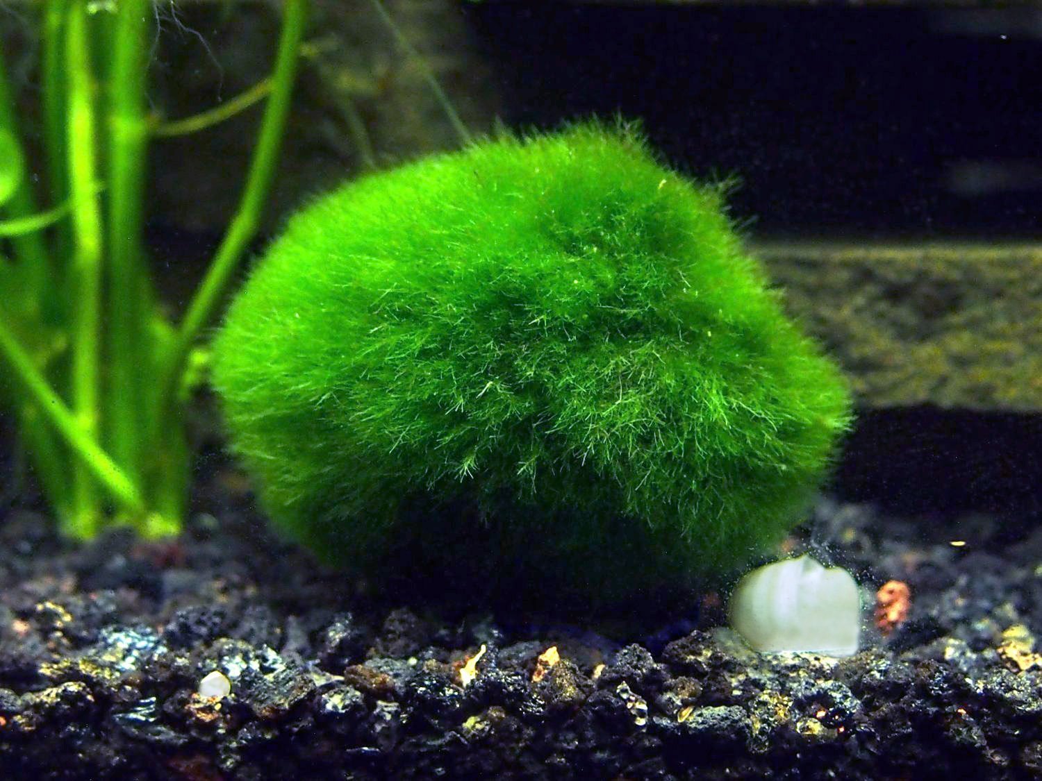 2 GIANT Marimo Moss Balls (1.5- 2.5 inches, 8-15 years old!) - OVER 5x ...
