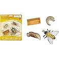 Amazon.com: Safari Ltd. Life Cycle of a Honey Bee - Educational Toy ...