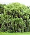 Amazon.com : 10 Austree Hybrid Willow Trees - Ready to Plant - Fast ...