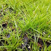 Amazon.com : Emerald Zoysia (Zoysia Emerald) grass seeds-1/8 lb ...