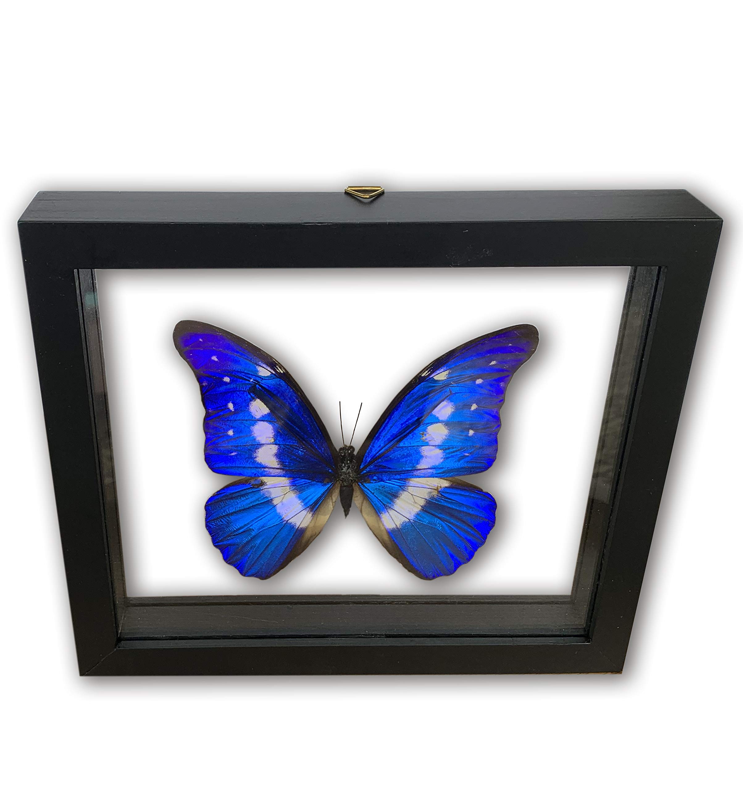 Mua RHETENOR Blue Morpho Helena 3D Butterflies -Taxidermy Real ...