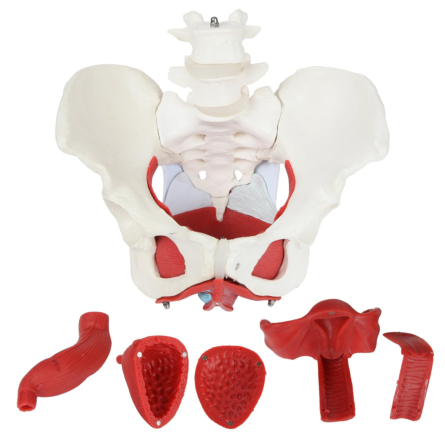 Colon and Bladder 3 Year Warranty Axis Scientific Anatomy Model of ...