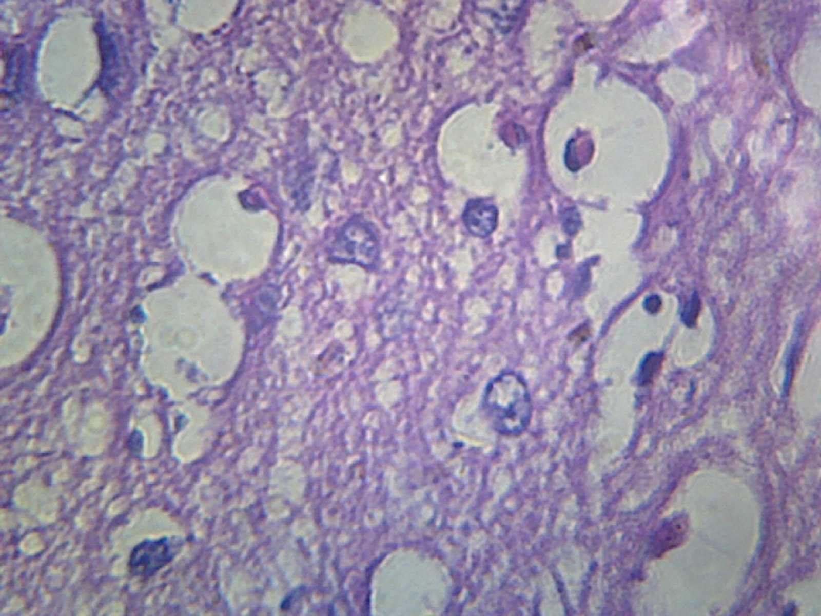 Human, Nervous Tissue, Cerebral Cortex - Microscope Slide on Galleon ...