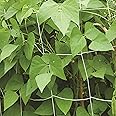 Amazon.com : Burpee Garden Trellis | Nylon Net | 5' X 15', White ...