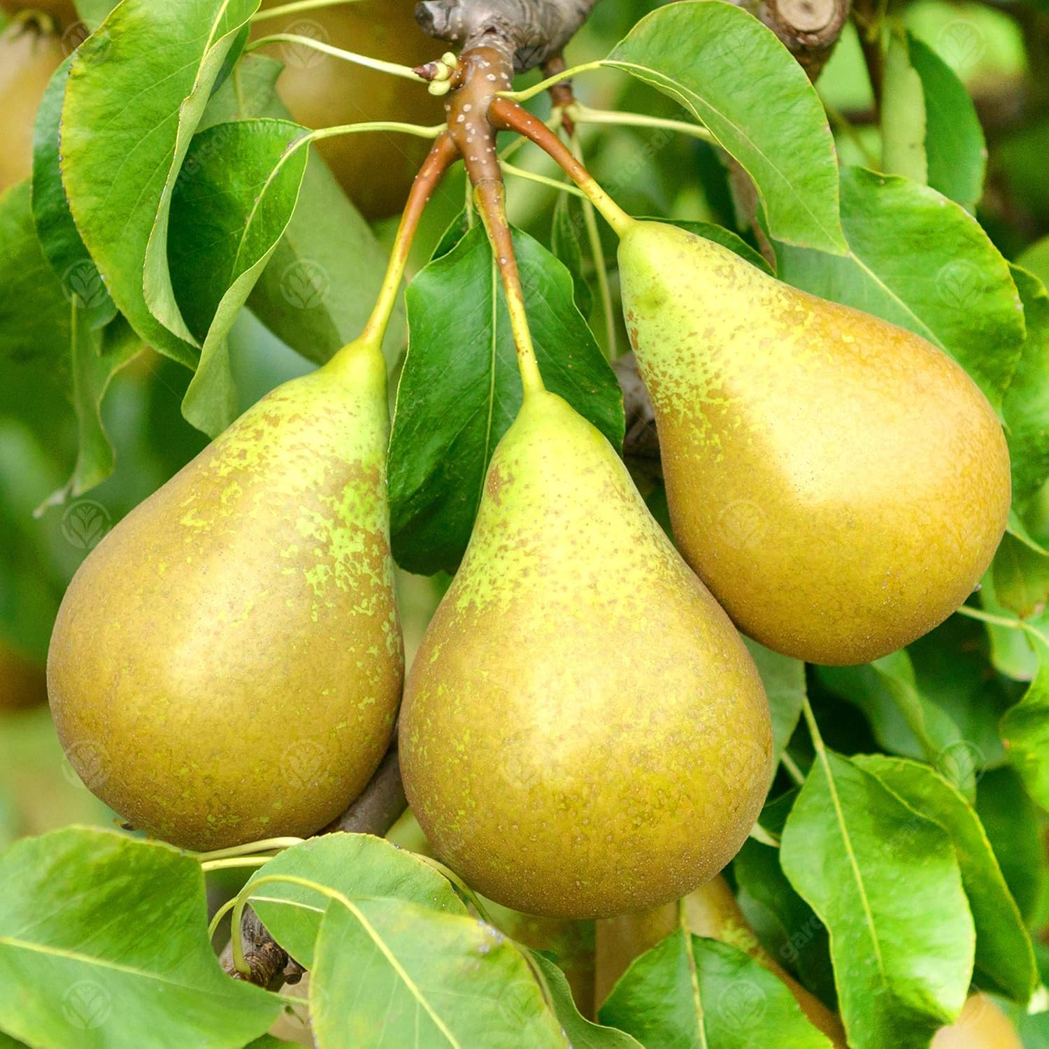 Pyrus communis 'Conference' Quince A | Pear Fruit Garden Tree | 5-6ft ...