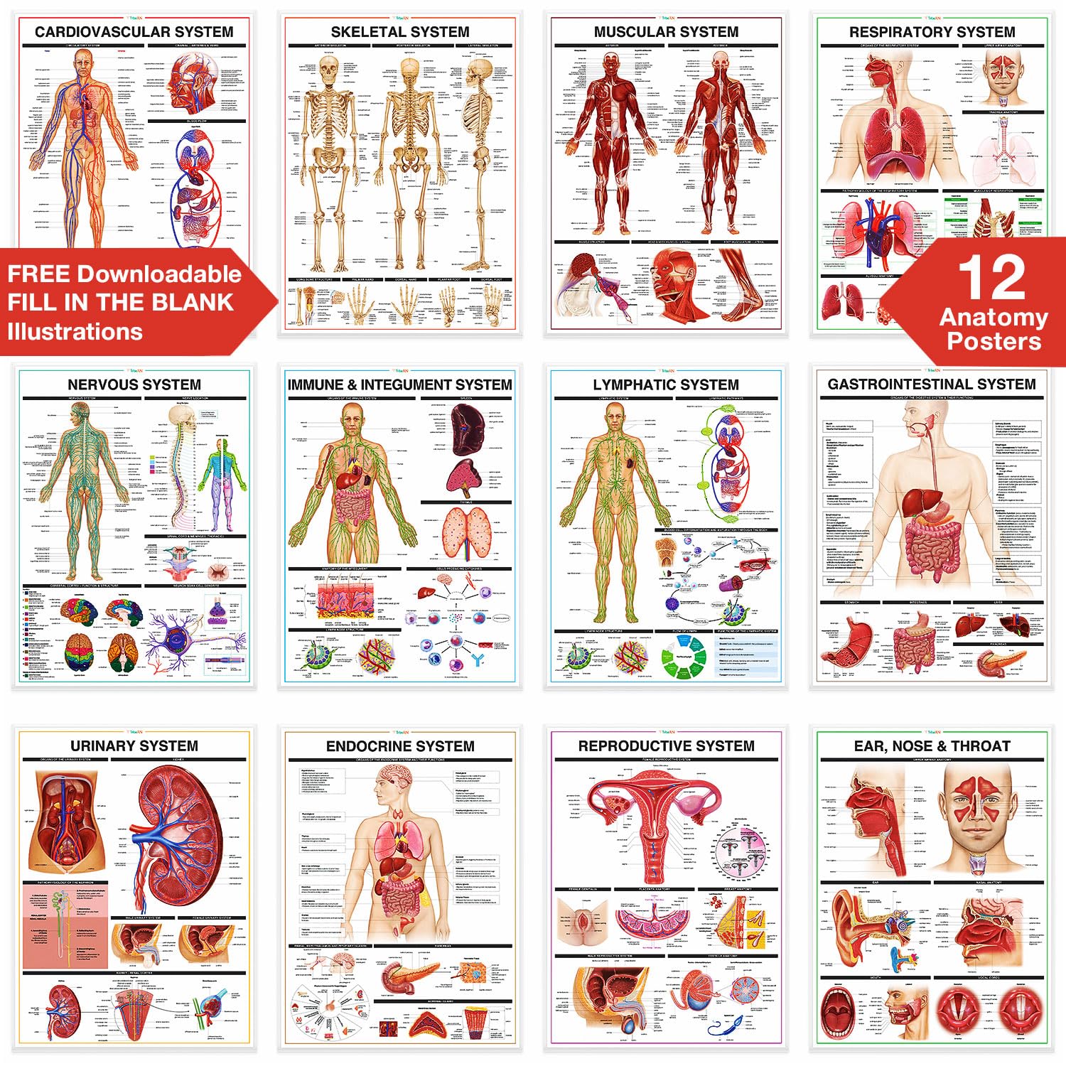 Mua Human Anatomy Posters - Set of 12 Vibrant, Laminated Wall Charts for Classroom, Office ...