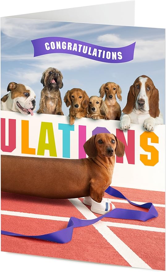 'Congratulations' Dachshund Sausage Dog Winner cheered on by Doggy ...